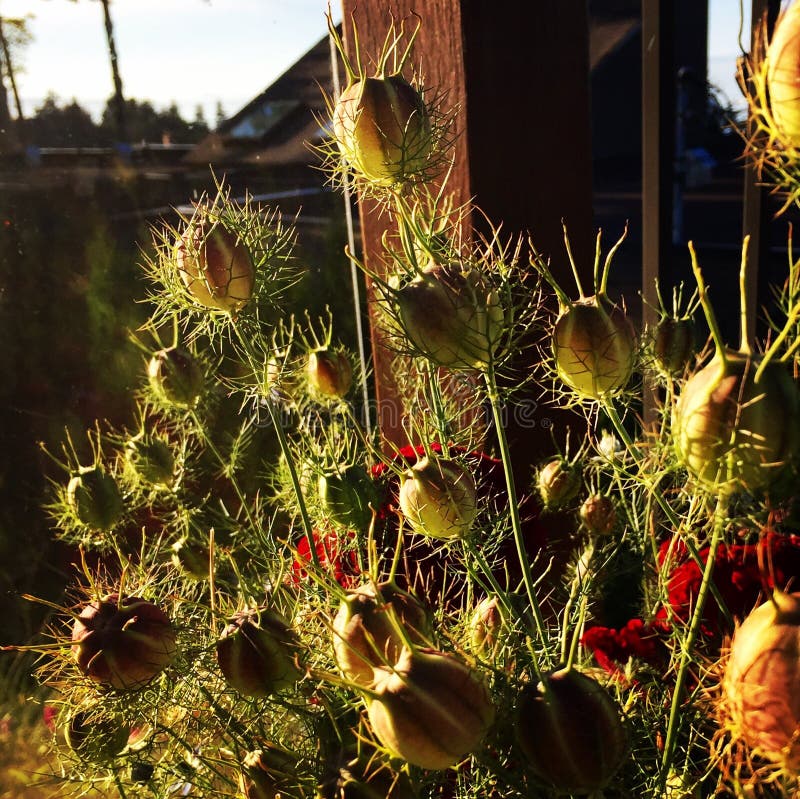 Wild seed pods stock image. Image of blooms, flower, pods - 84304723