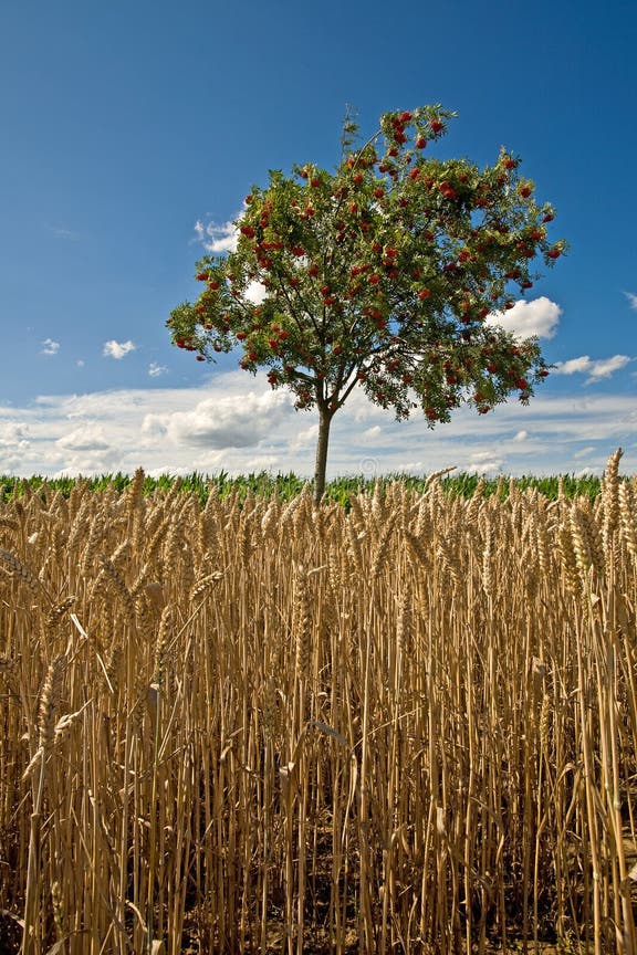 Wild service tree stock photo. Image of service, flora - 15940568