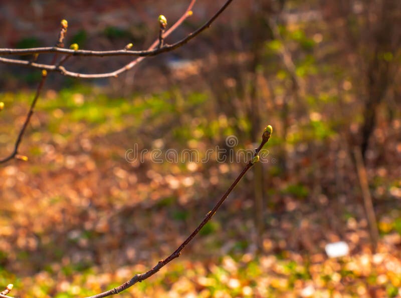 Wild Service Tree, Sorbus Torminalis, Buds on a Twig in Spring Stock ...