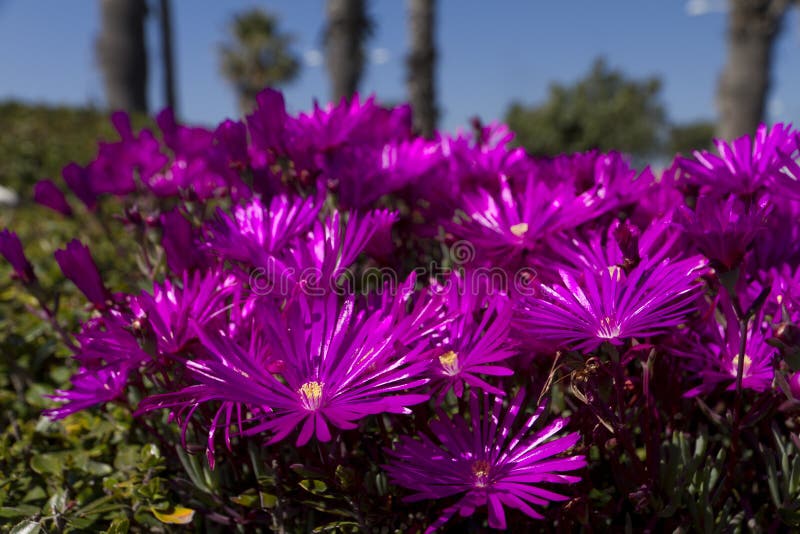 Purple flowers stock image. Image of purple, flora, outdoor - 30092665