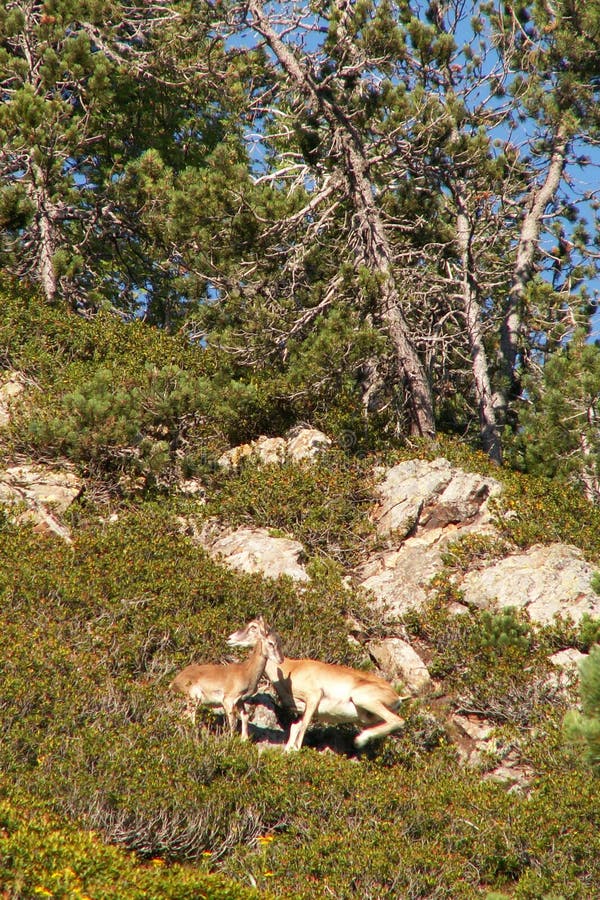 Wild sheep stock photo. Image of mouflon, pyrenees, flock - 11231144