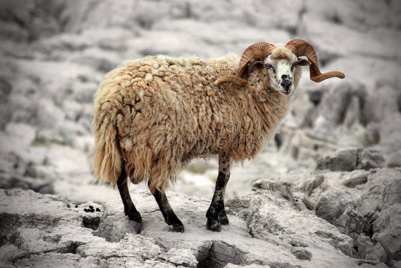 Wild sheep stock image. Image of green, mammal, brown - 11354111