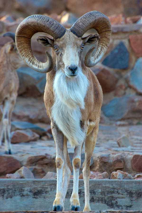 Wild sheep stock photo. Image of rock, nature, travel - 15073076