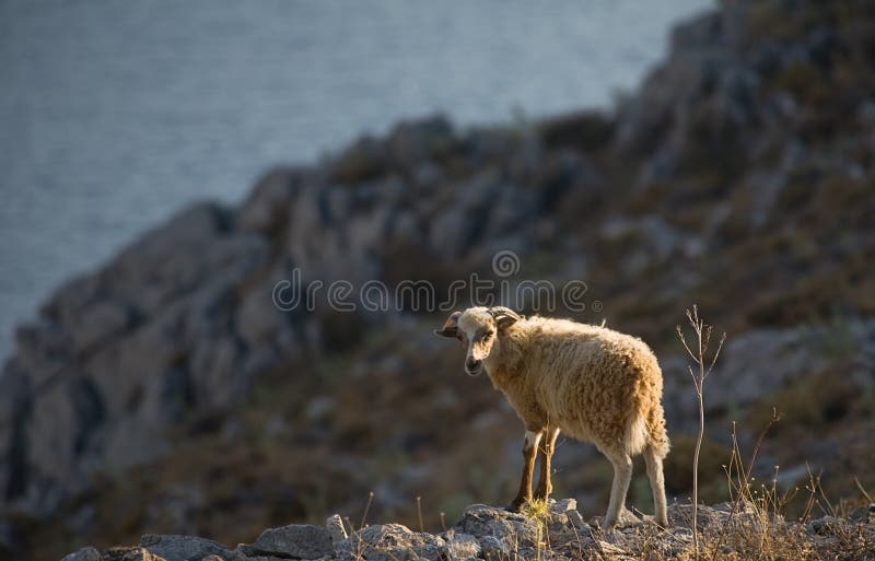 Wild Sheep on the Greek Island of Symi Stock Image - Image of wool ...