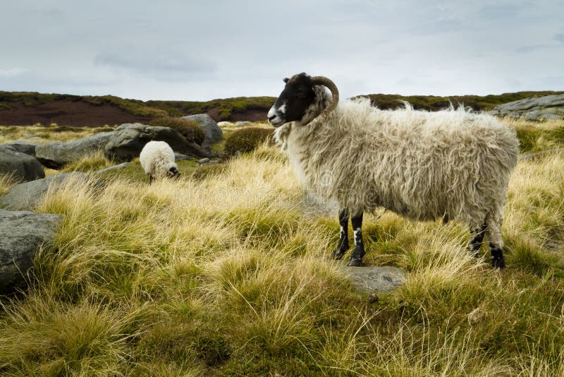 Wild Sheep stock photo. Image of landscape, countryside - 22262708