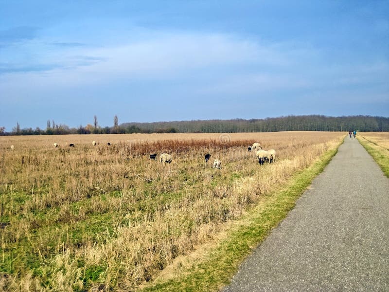 Wild sheep stock image. Image of meadow, wild, blue, green - 41643273