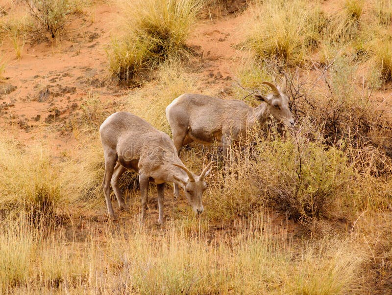 Wild sheep stock image. Image of mammal, curl, male, horned - 45756935