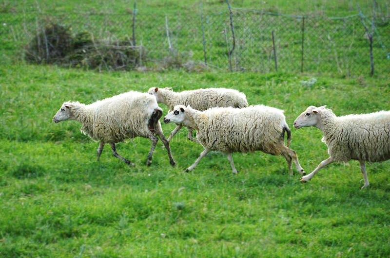 Sheep running stock image. Image of group, fleece, animal - 14373207 Sheep running stock image. Image of group, fleece, animal - 14373207