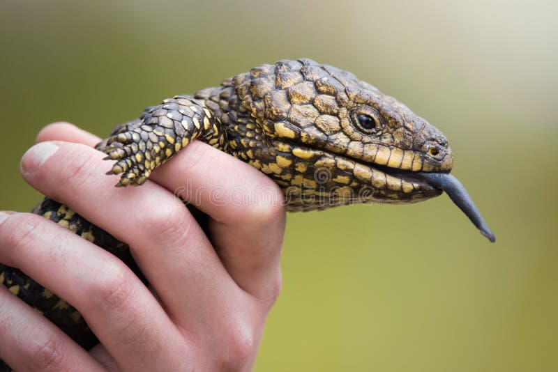 Wild Shingleback Lizard Being Handled Stock Image - Image of tongue ...