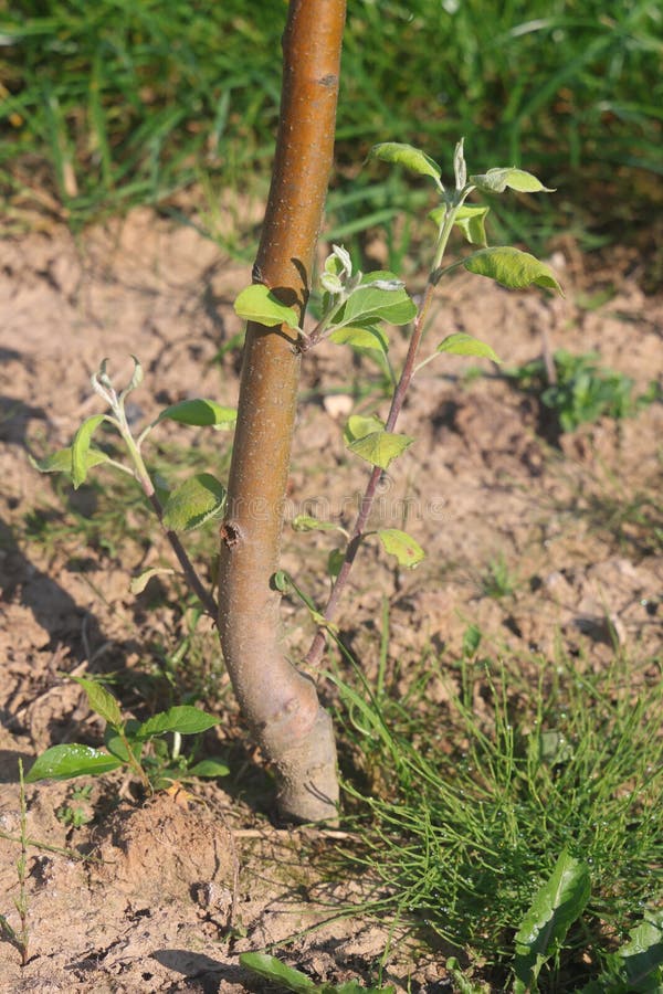 Wild Shoots on an Apple Tree Seedling, 2 Stock Image - Image of effort ...
