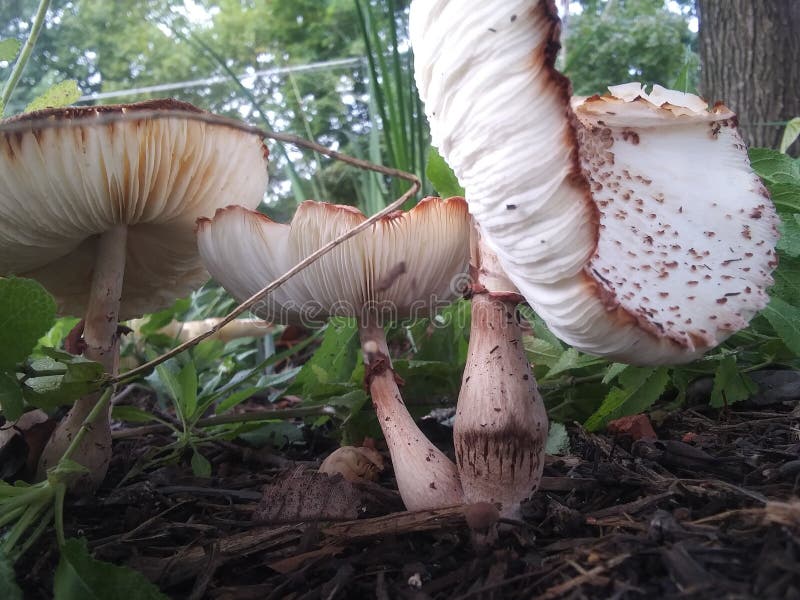 Wild Shroom Forest stock image. Image of wild, vegetables - 161784567