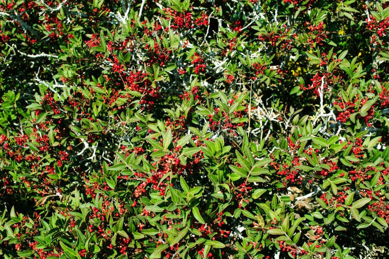 Wild Shrub with Small Oblong Red Berries Stock Photo - Image of garden ...