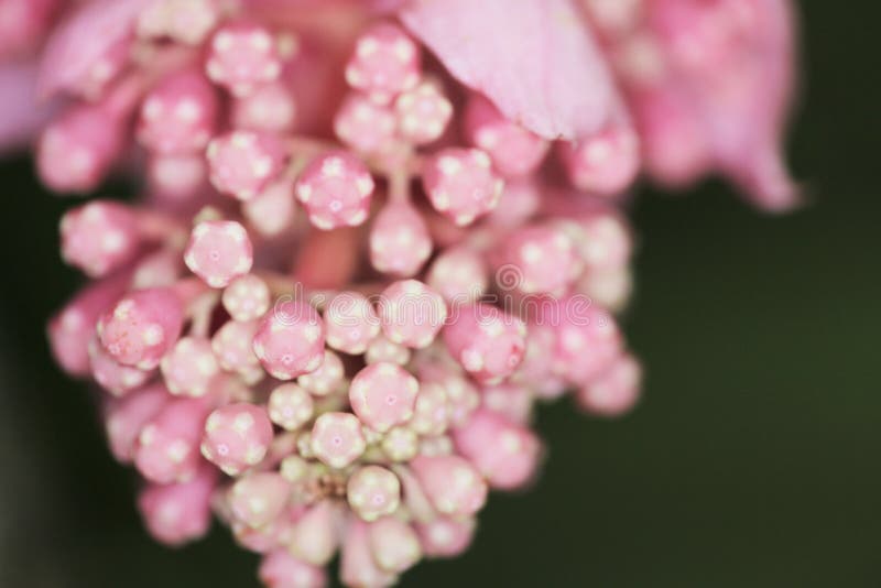 The Wild Shrub of Small Pink Flowers. the Nature Concept Image Stock ...