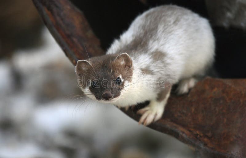 Wild Siberian Ermine during Spring Molting Stock Image - Image of head ...