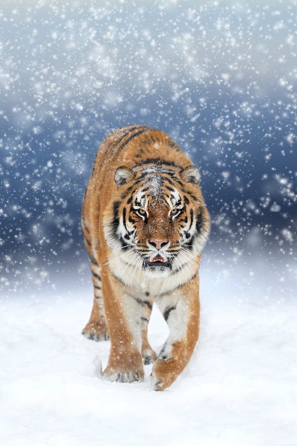 Wild siberian tiger stock photo. Image of siberian, bengal - 81445648