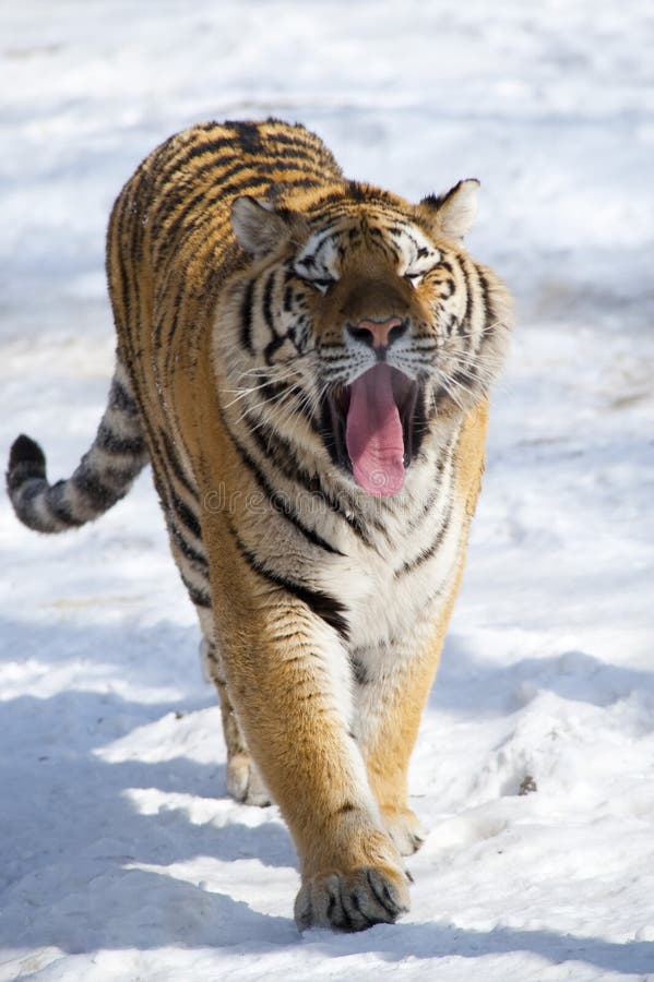 A Wild Siberian Tiger in Winter Stock Image - Image of avenge, tiger ...