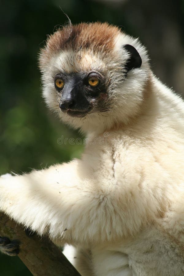 Wild Sifaka Lemur, Madagascar Stock Image - Image of verreaux, nature ...
