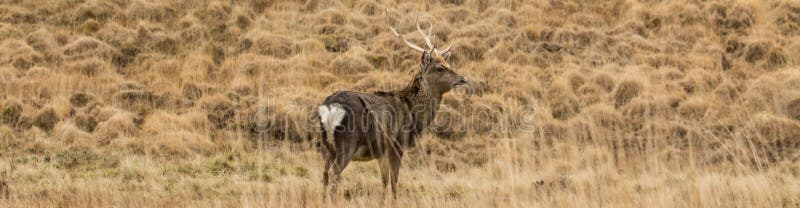 Wild Sika Deer stock image. Image of herd, nature, stag - 42328959