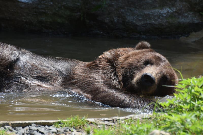 Wild Silvertip Grizzly Floating on Its Back Stock Photo - Image of wild ...