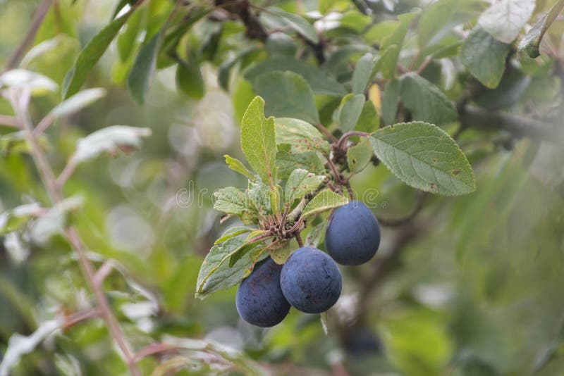 Wild sloes growing stock image. Image of food, wild - 122127829