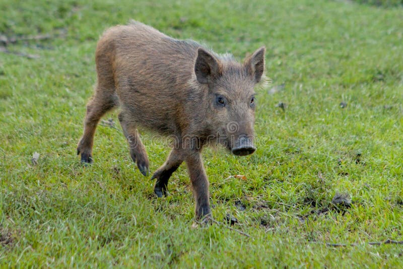 Wild Small Pig Contentedly Grazing on Grass Stock Image - Image of ...