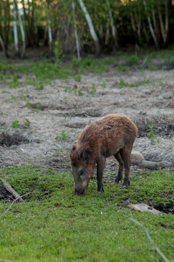 Wild Small Pig Contentedly Grazing on Grass Stock Image - Image of ...