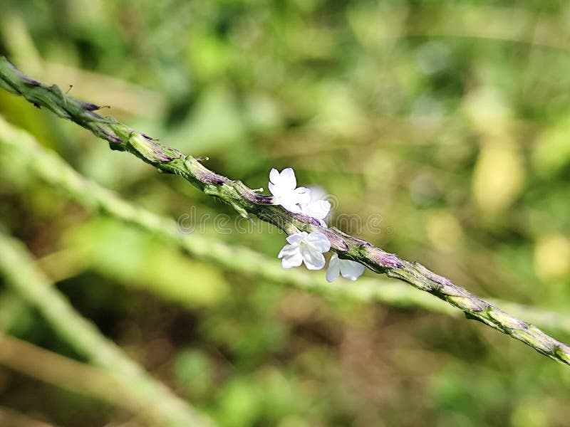 Wild Small Pretty White Flower in Garden Stock Photo - Image of ...