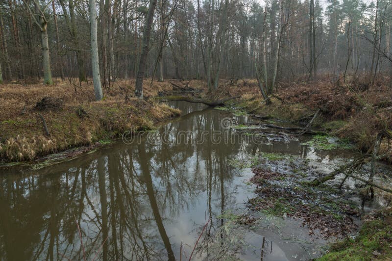 Wild, Small River in Autumn. Stock Photo - Image of damming, forest ...