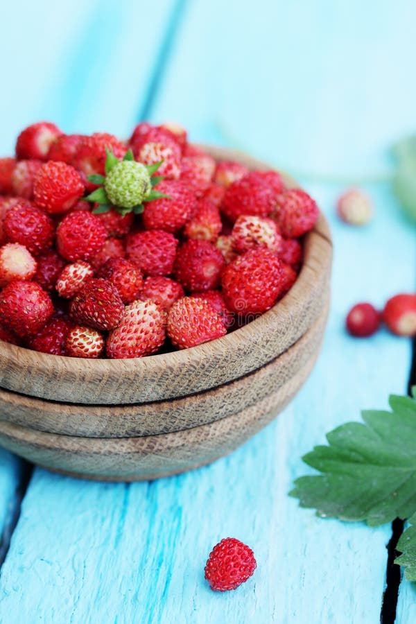 Wild Small Strawberry on a Blue Background Stock Image - Image of ...