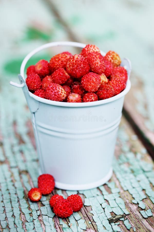 Wild small strawberry stock photo. Image of healthy, garden - 66283122