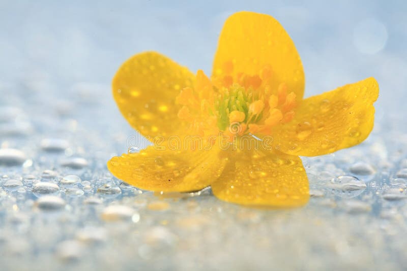 Wild small yellow flower stock image. Image of bright - 61806345