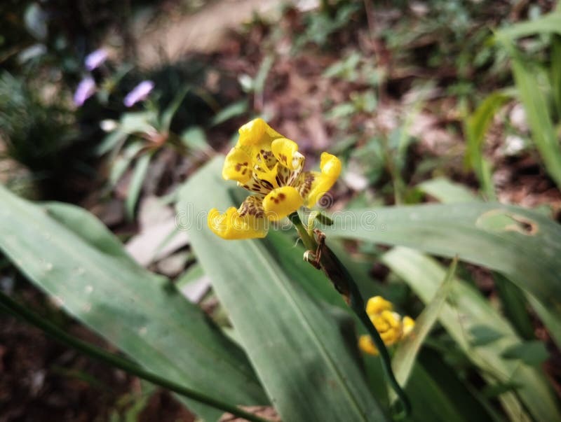 Wild Small Yellow Tropical Flower Plants Stock Image - Image of botany ...