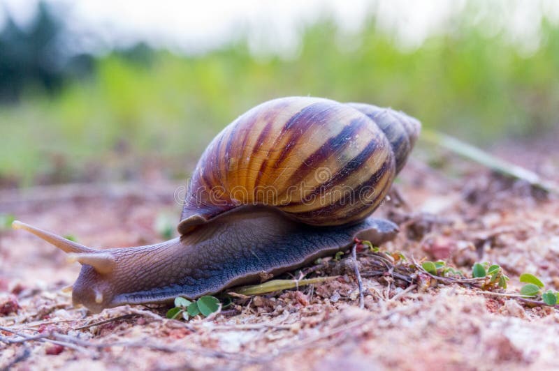 Wild snail stock photo. Image of mollusk, background - 43804890