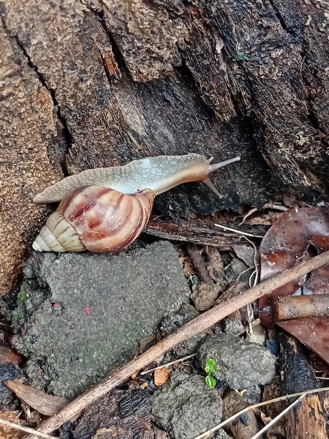 Wild Snail Exploring Natural Forest Floor Stock Image - Image of animal ...