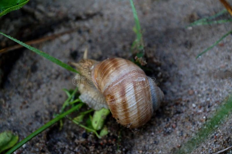 The wild snail stock image. Image of snail, shell, wild - 48396451