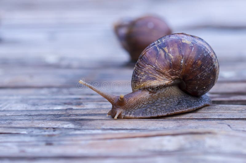Wild snail stock photo. Image of pattern, closeup, slimy - 93591080