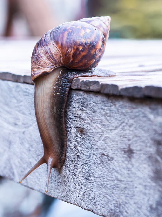 Wild snail stock image. Image of macro, garden, pattern - 93591089