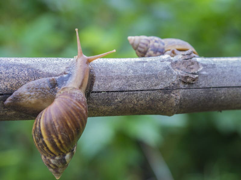 Wild snail, stock photo. Image of natural, motion, escargot - 93591090