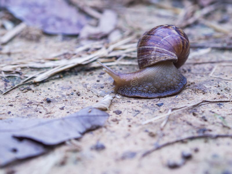 Wild snail, stock photo. Image of grass, natural, slow - 93591104