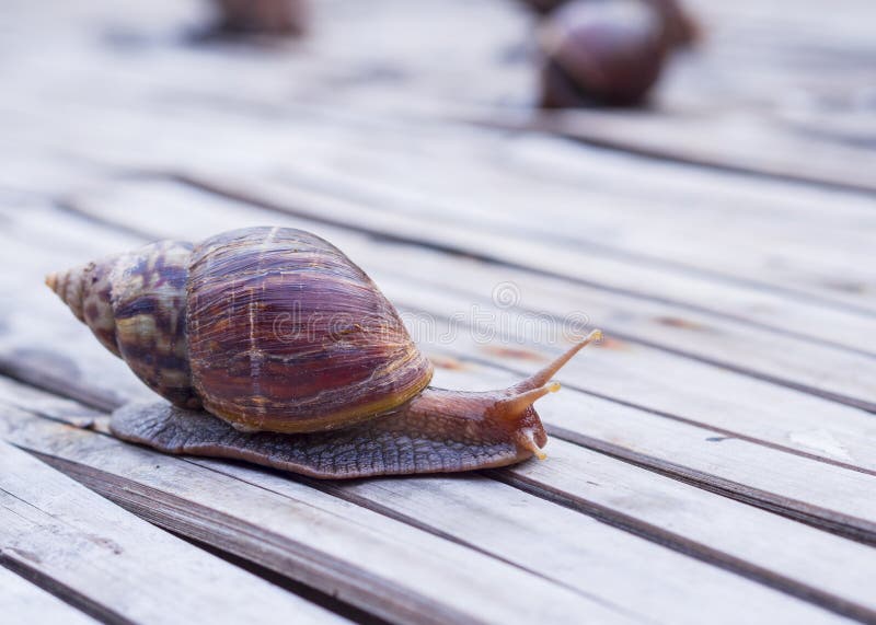 Wild snail stock photo. Image of funny, slime, snail - 93591128