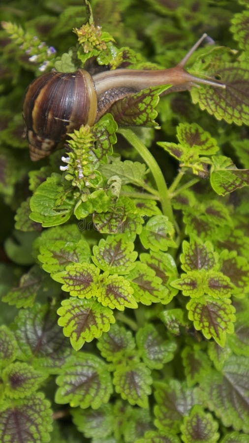 The wild snail stock image. Image of close, snails, mountain - 106954859