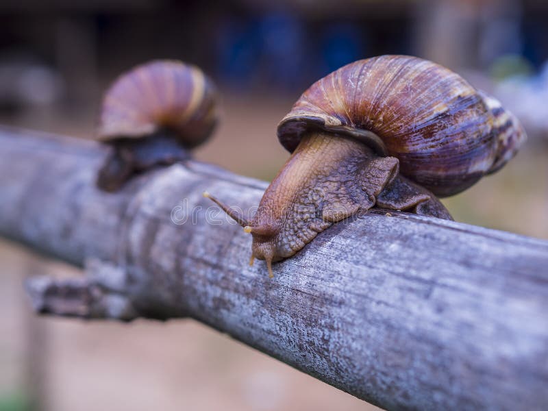 Wild snail stock image. Image of escargot, animal, shell - 93453907