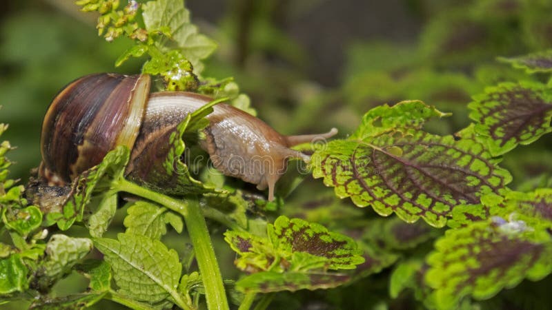 The wild snail stock image. Image of outdoor, leaf, snail - 106954383