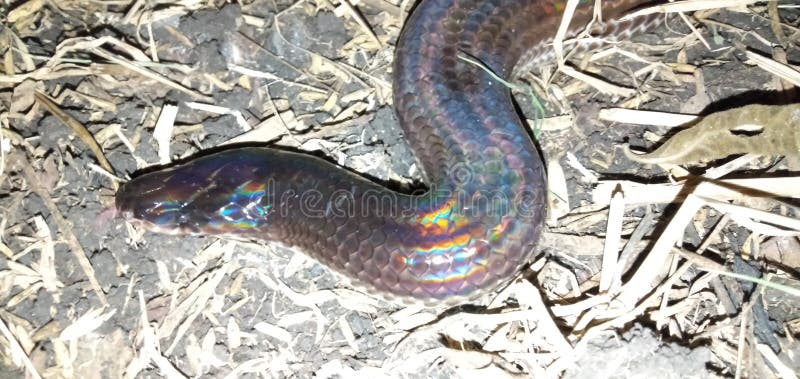 Snake Caught stock photo. Image of poisonous, horror - 28481392 Snake Caught stock photo. Image of poisonous, horror - 28481392