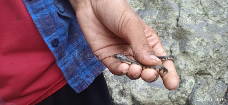 Wild Snake Cubs in the River .god Stock Photo - Image of wild, river ...