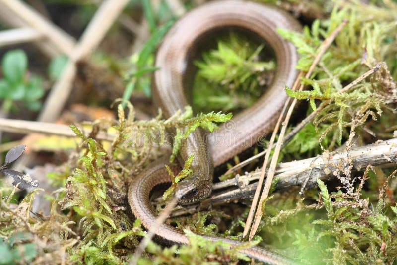 Wild snake in the forest stock image. Image of hiking - 213738739