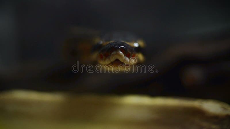 Wild snake front view stock footage. Video of dangerous - 137210066