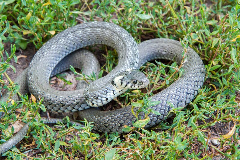 A wild snake in the grass. stock image. Image of beast - 395430981