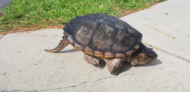 Wild Snapping Turtle in Florida Stock Photo - Image of serpent ...