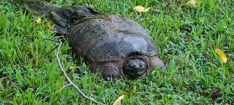 Wild Snapping Turtle Laying Eggs Stock Photo - Image of laying, eggs ...